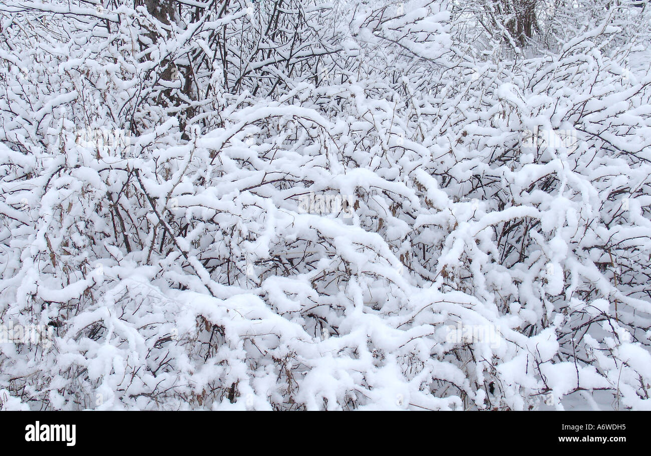 Snow covered bush Stock Photo - Alamy