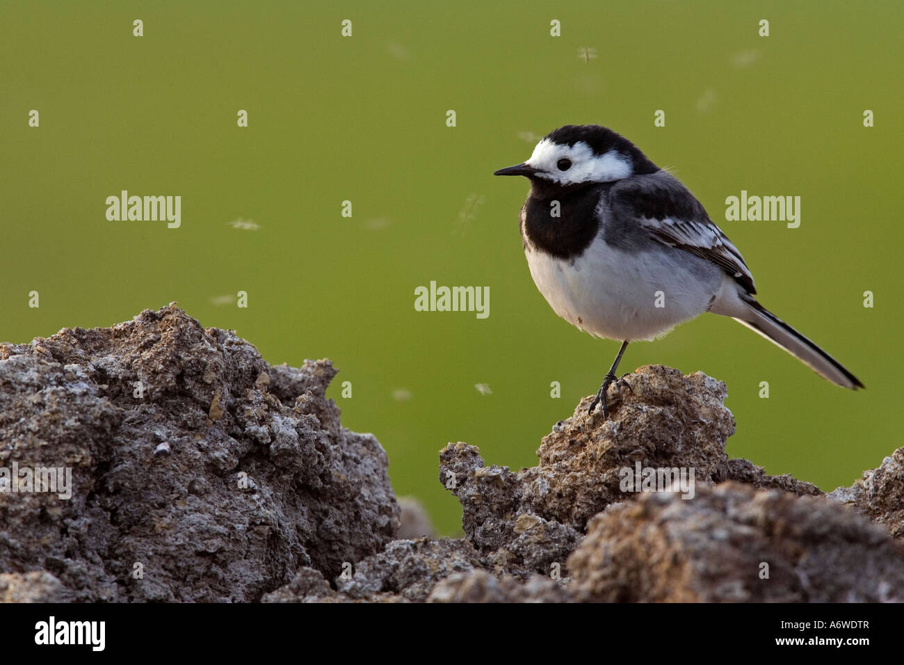 Pied Wagtail Motacilla-Alba perched on muck heap back lit with flies ...