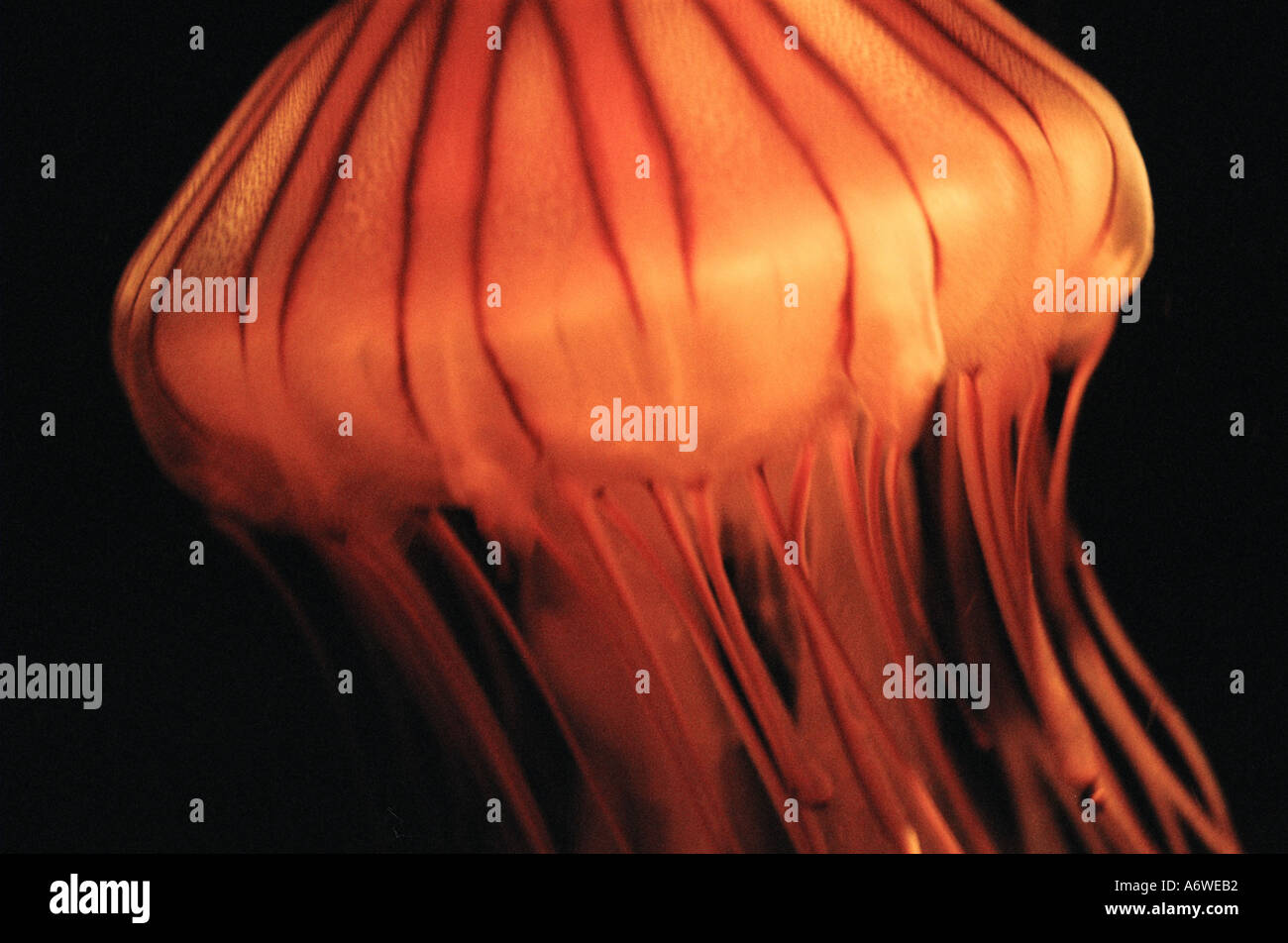 Close up of jellyfish Stock Photo - Alamy