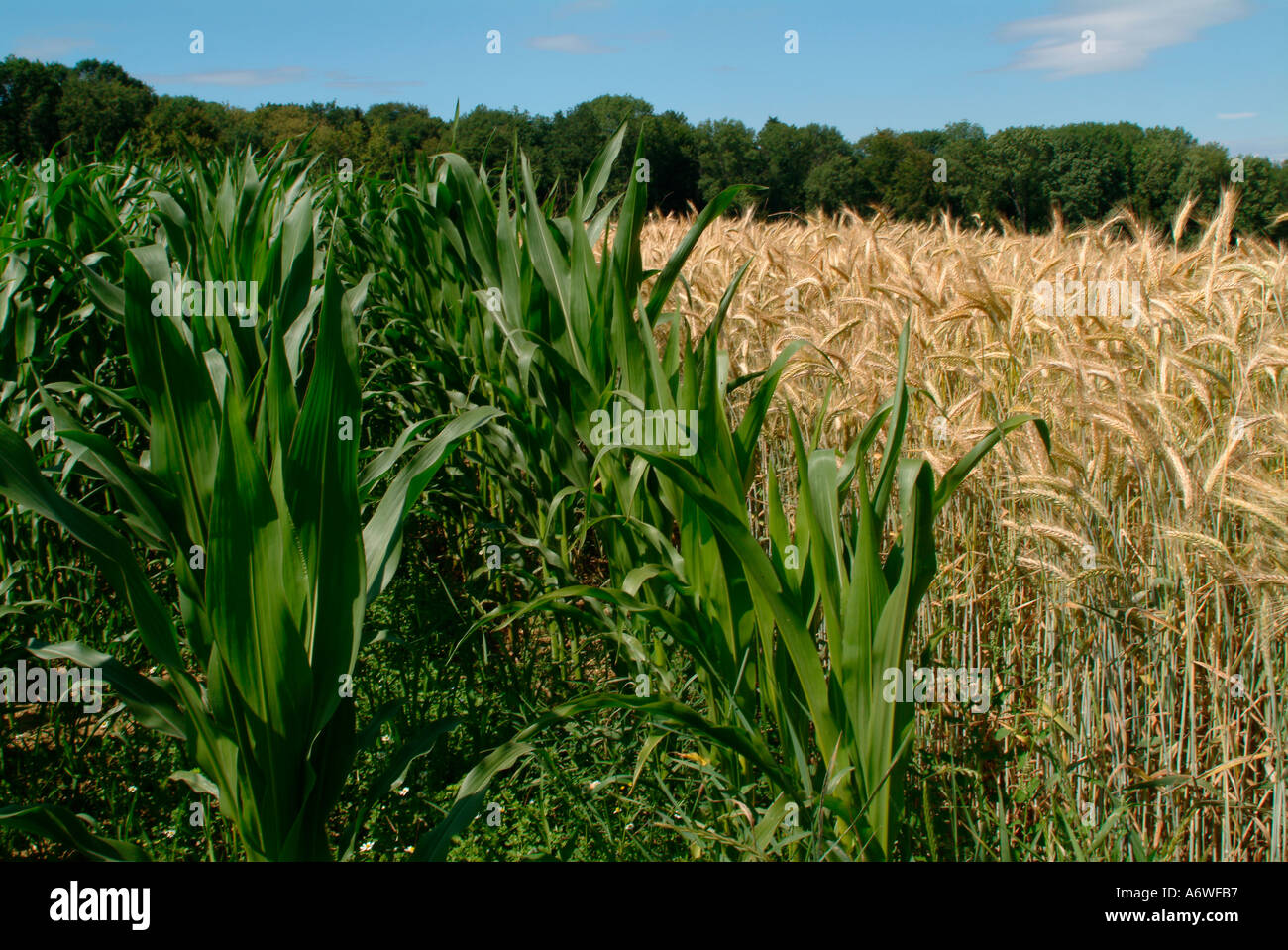 Grain contract hi-res stock photography and images - Alamy