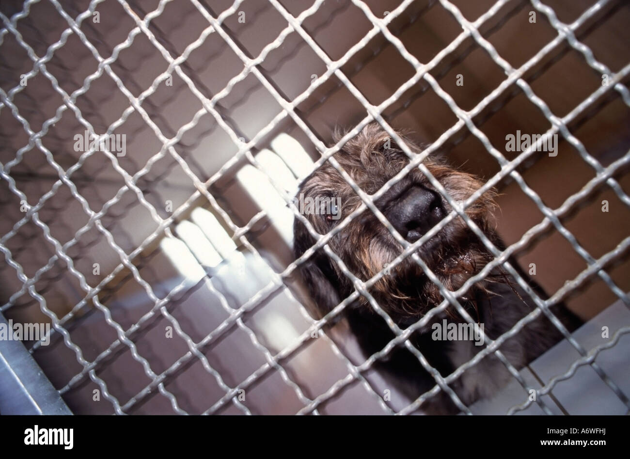 dog behind protectiv grating safety guard in a kennel in animal shelter ...
