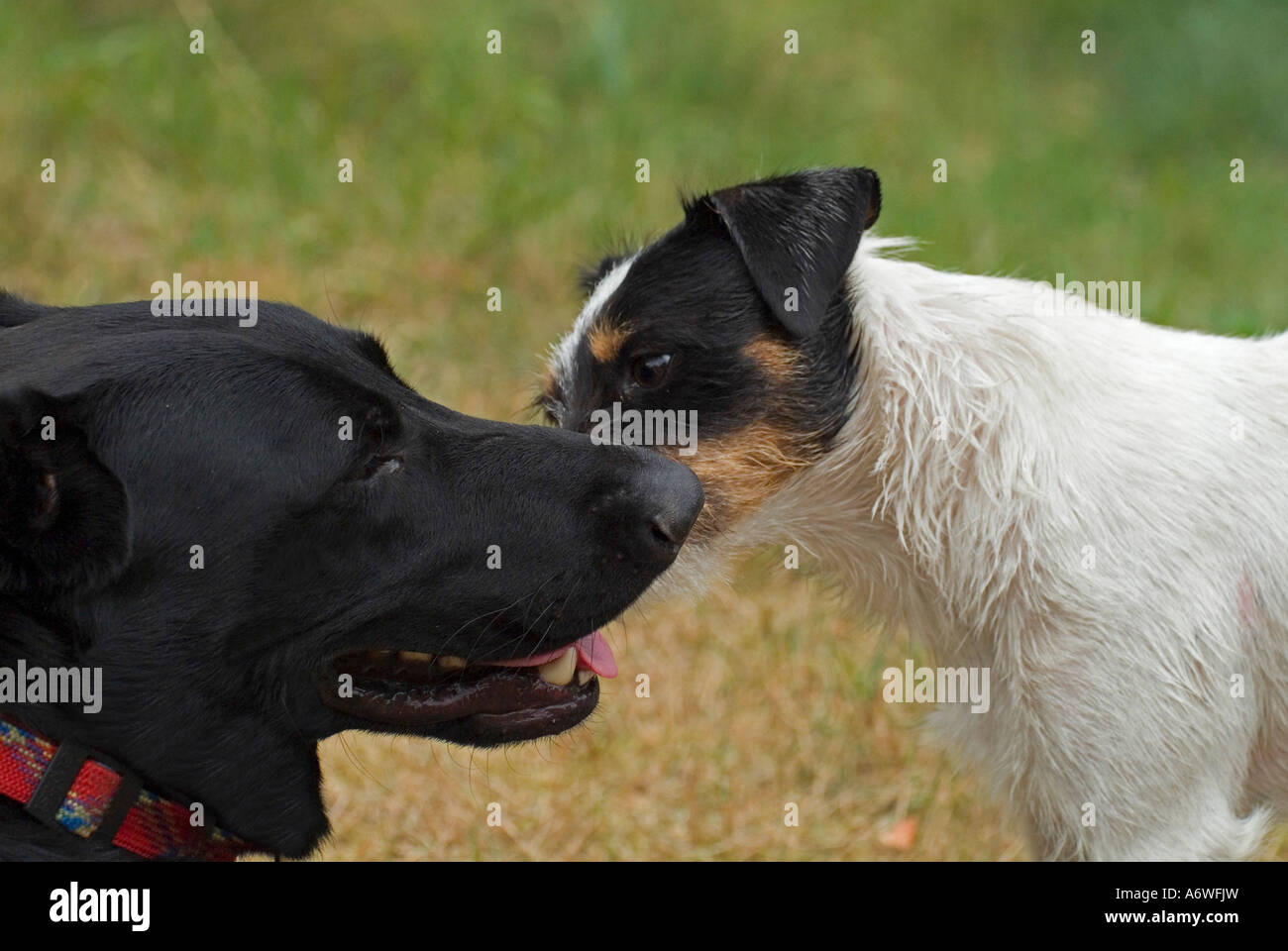 PR little dog Parson Russel meeting a big dog Labrador hybrid snuffing ...
