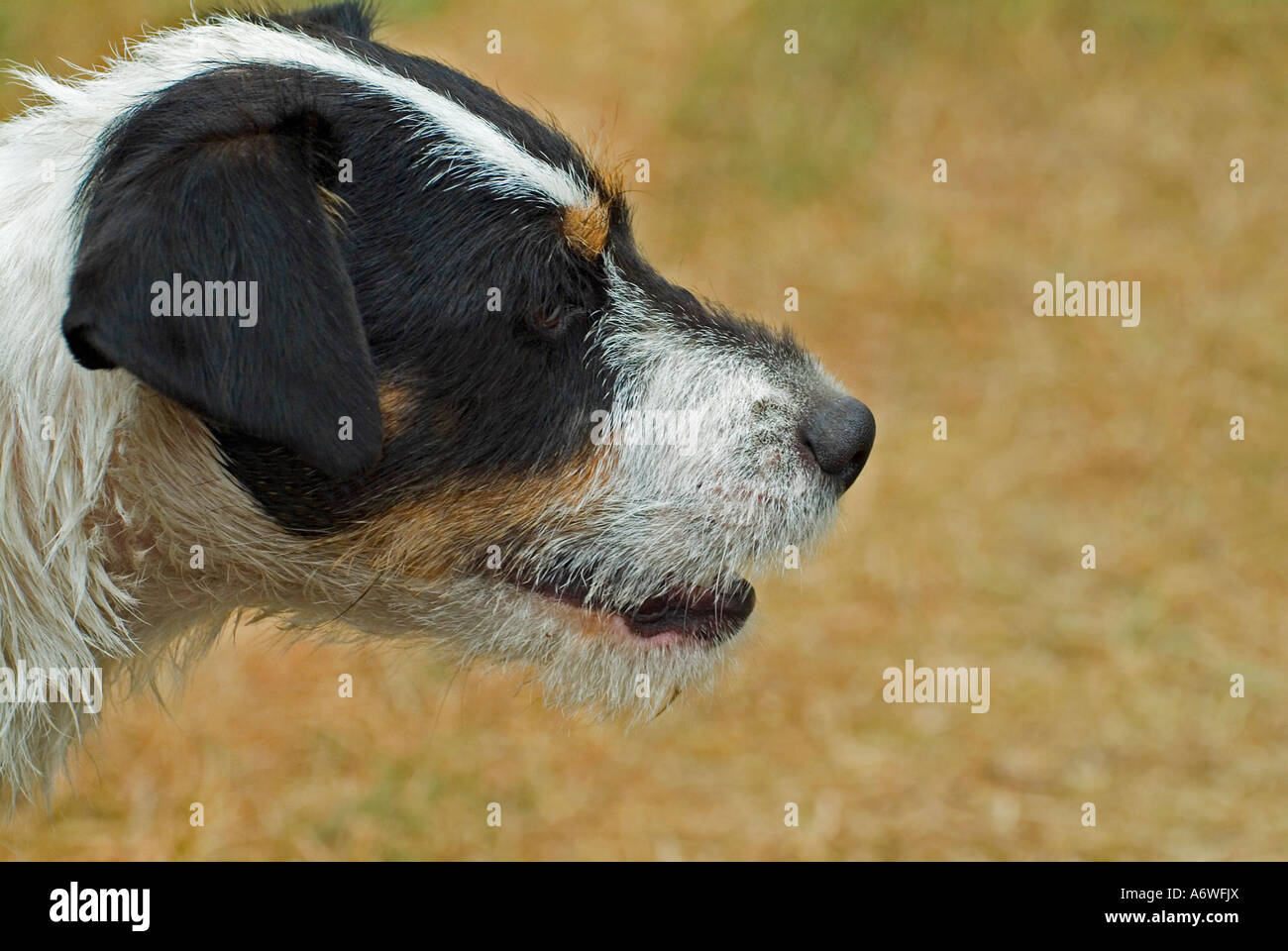 PR little dog Parson Russel dog side view Stock Photo - Alamy