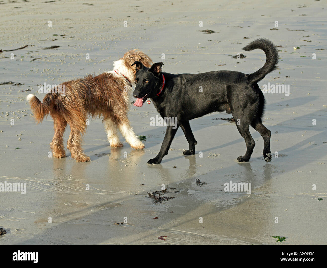 Two dogs meeting hi-res stock photography and images - Alamy