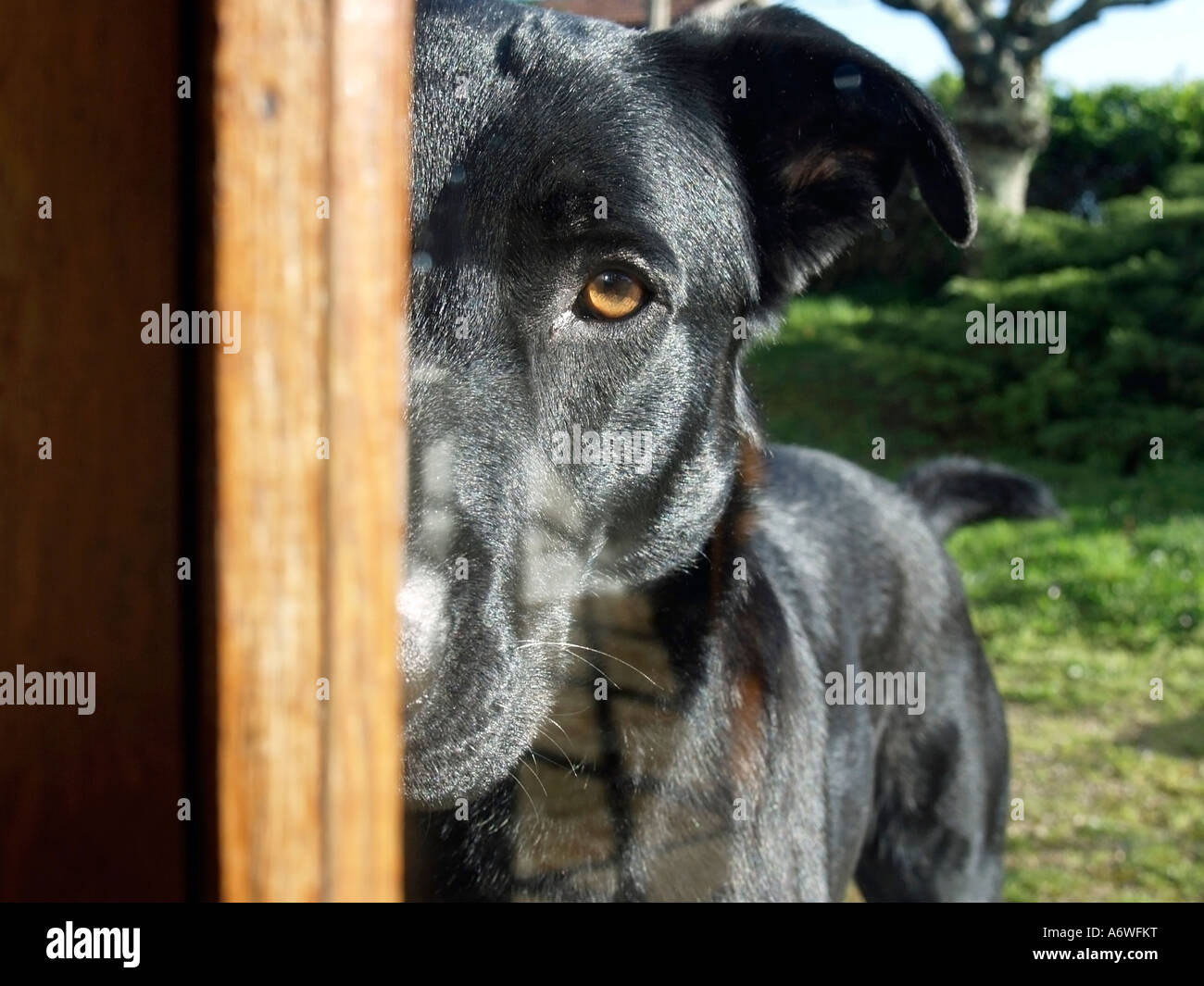 PR black dog behind a window Stock Photo - Alamy