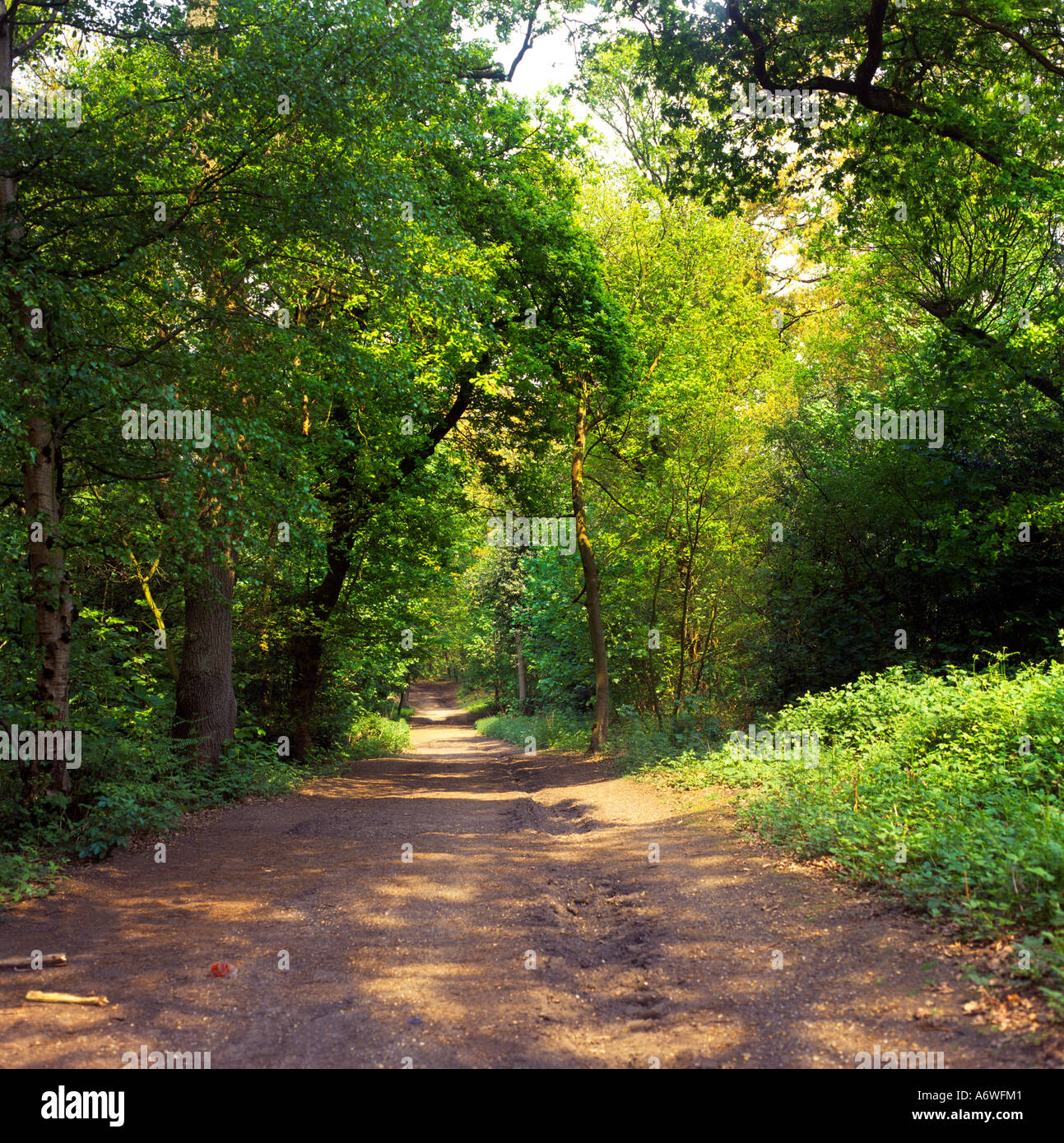 Richmond Park Surrey Paths And Trees Stock Photo - Alamy