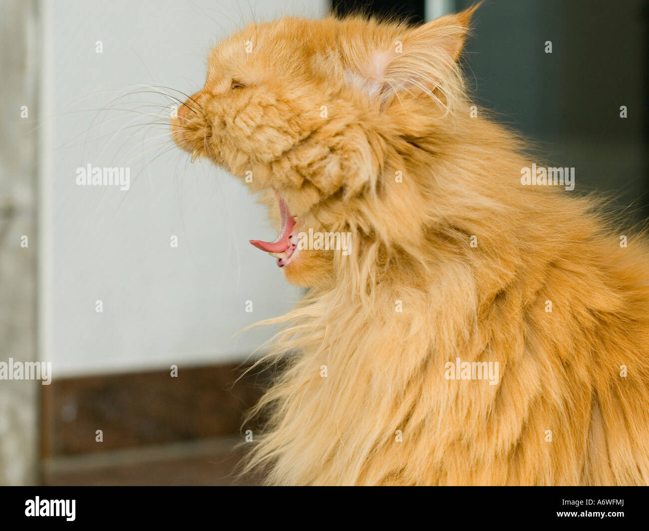 Cat Yawning From Side