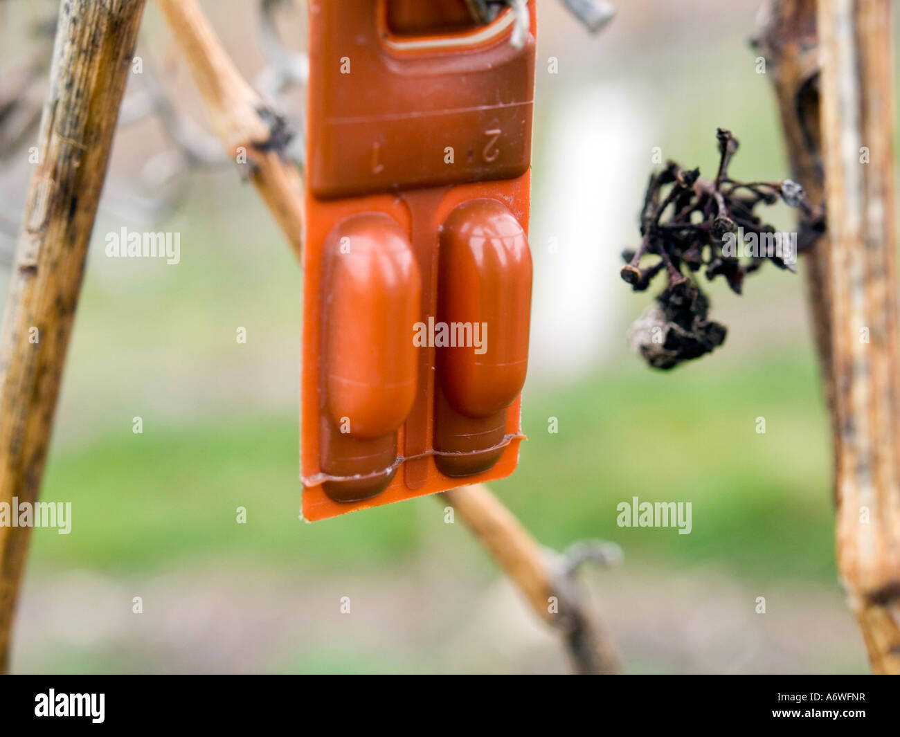 biological pest control with attractants scents in vineyards Stock ...