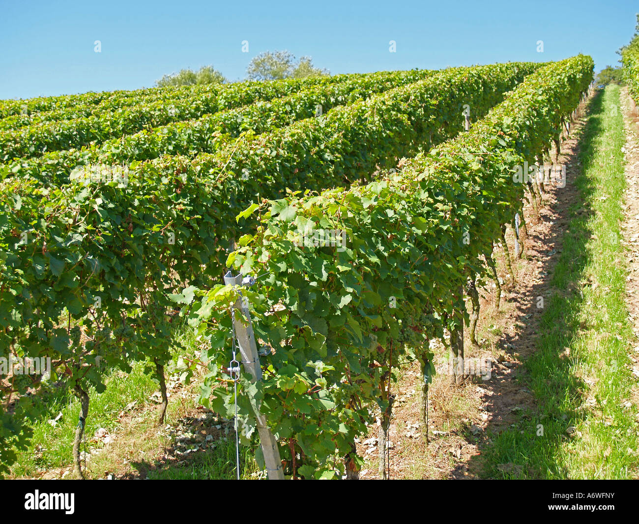 vineyards at the river Main near by Alzenau Wasserlos wine growing in ...