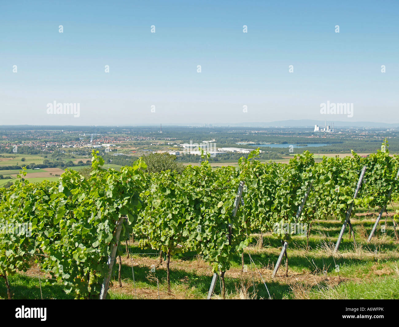 vineyards at the river Main near by Alzenau Wasserlos wine growing in ...