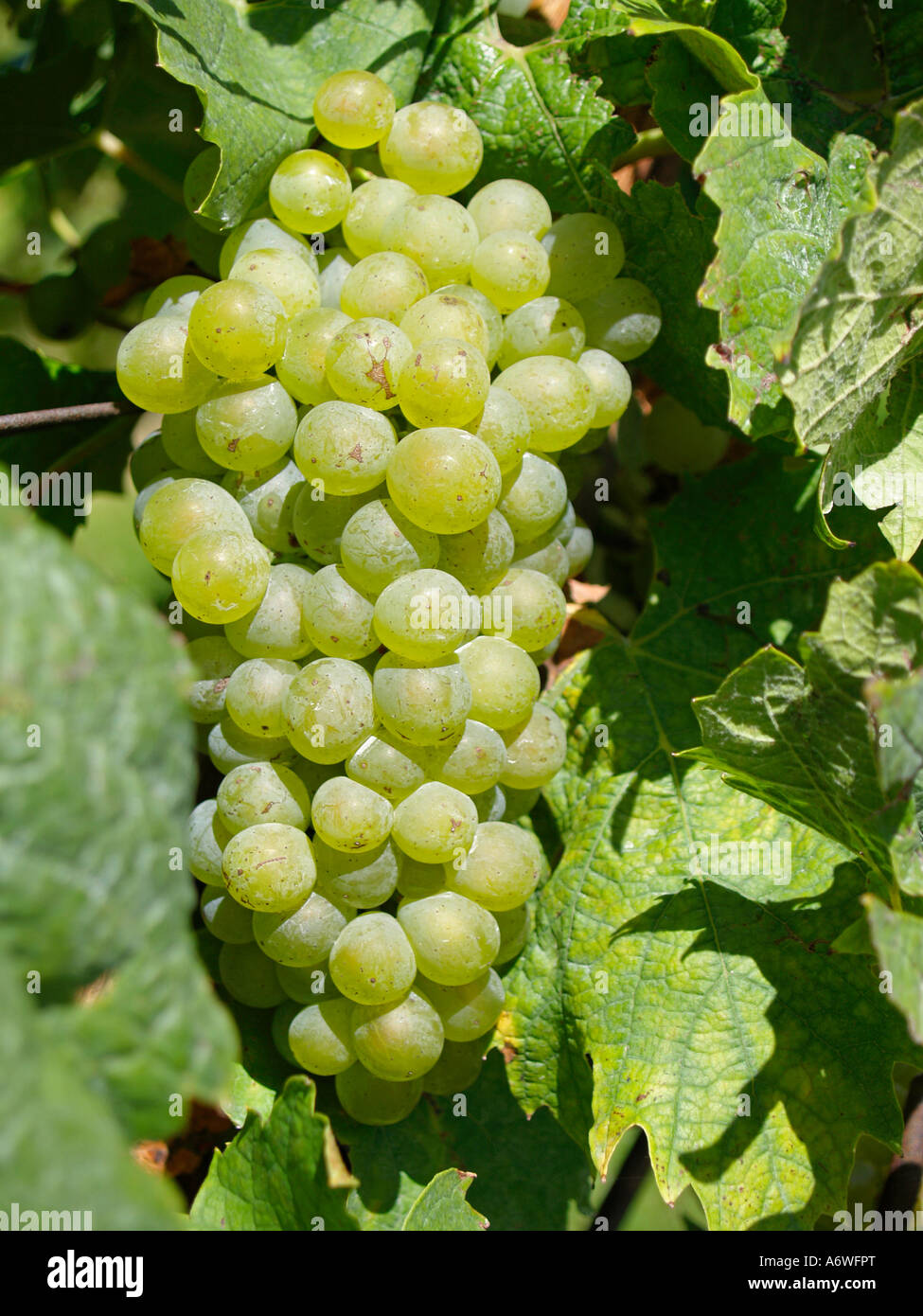 ripe grapes of Silvaner on vines in vineyard winegrowing in Franconia ...