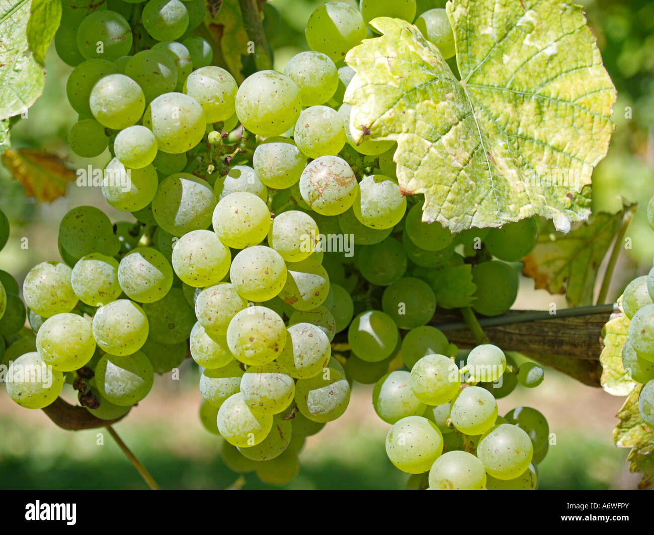 ripe grapes of Silvaner on vines in vineyard winegrowing in Franconia ...