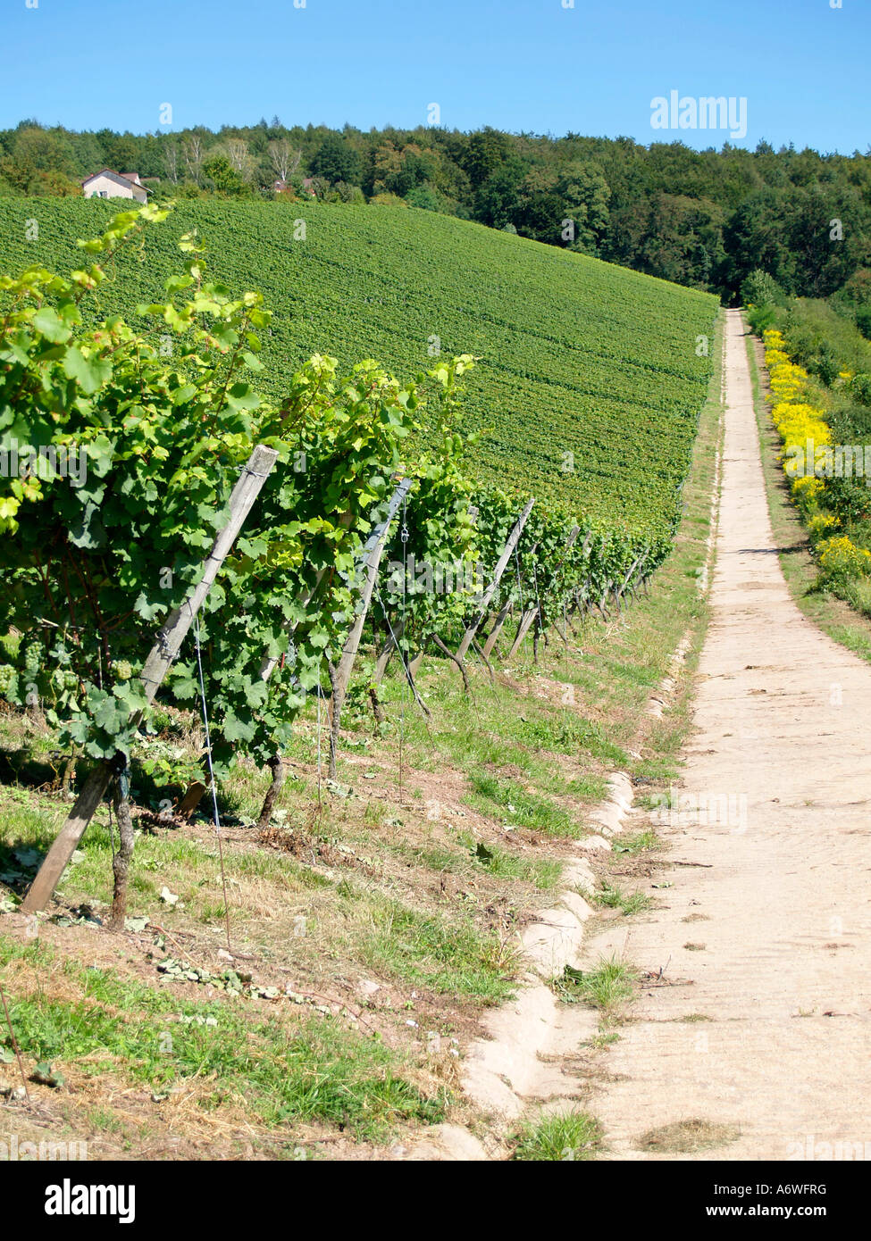 vineyards at the river Main near by Alzenau Wasserlos wine growing in ...