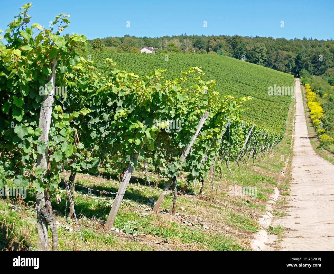 vineyards at the river Main near by Alzenau Wasserlos wine growing in ...