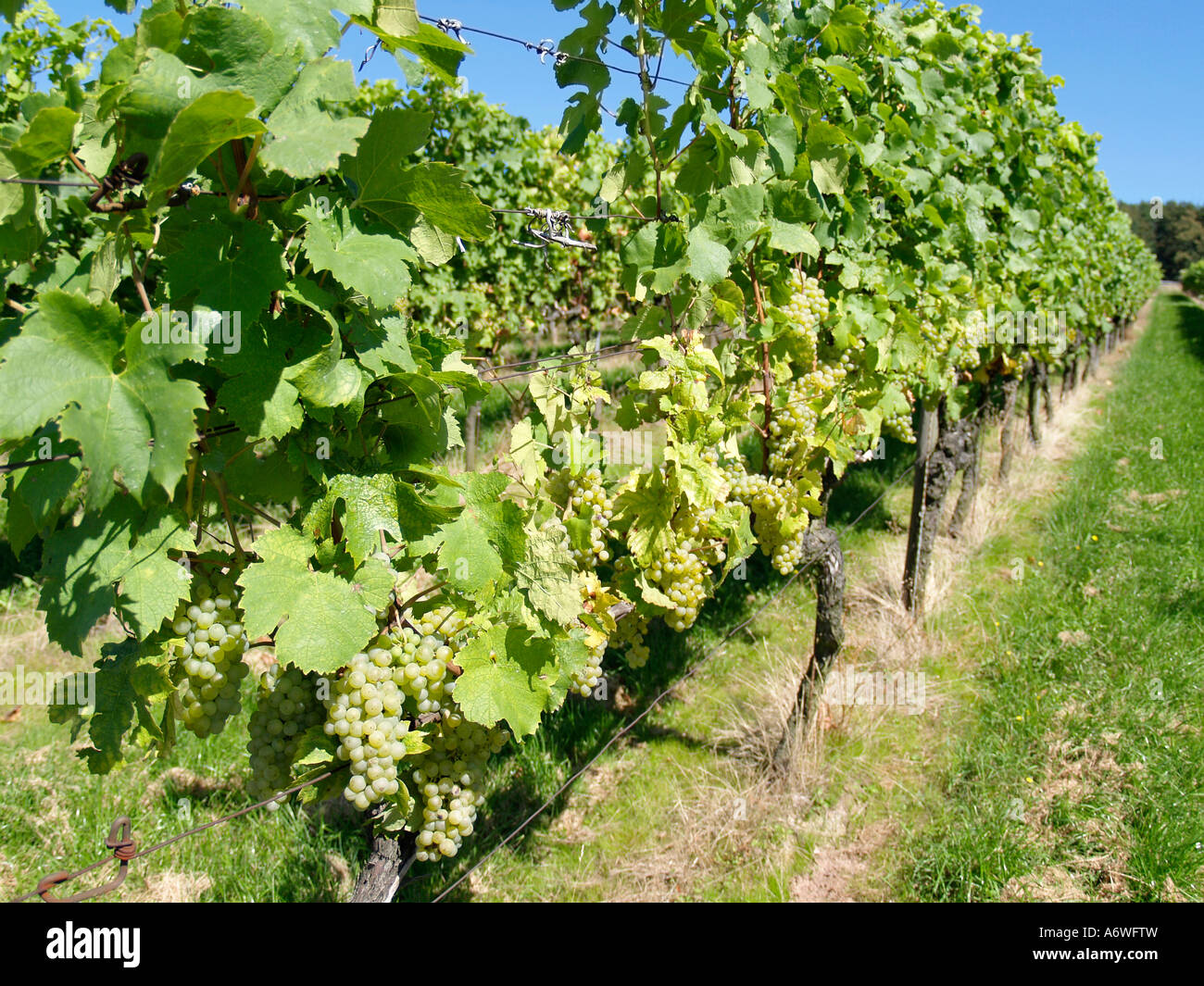 vineyards at the river Main near by Alzenau Wasserlos wine growing in ...