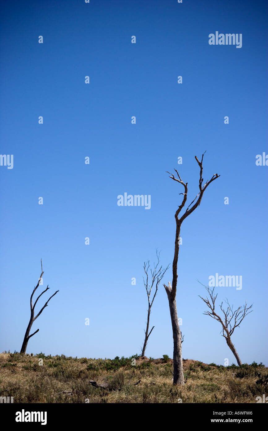 Dead trees in Western Australia Stock Photo - Alamy