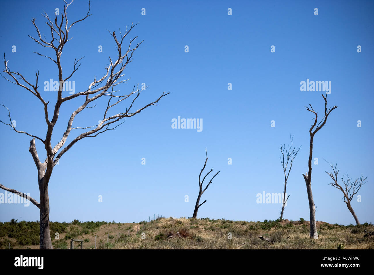 Dead trees in Western Australia Stock Photo - Alamy