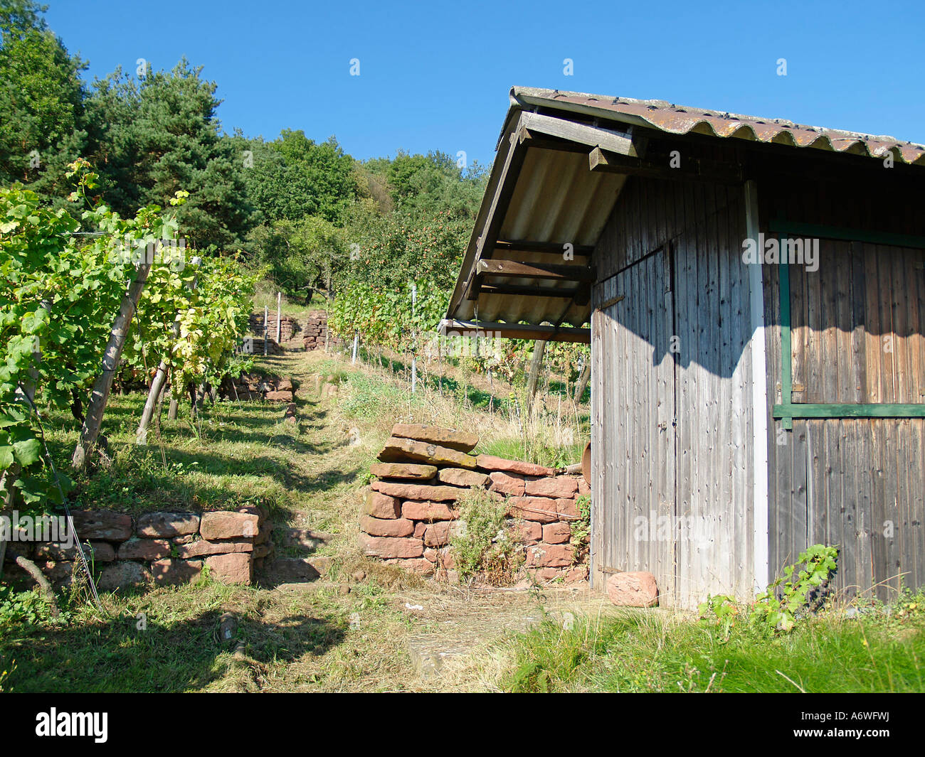 hut in vineyards in the landscape with vineyards along the hiking trail ...