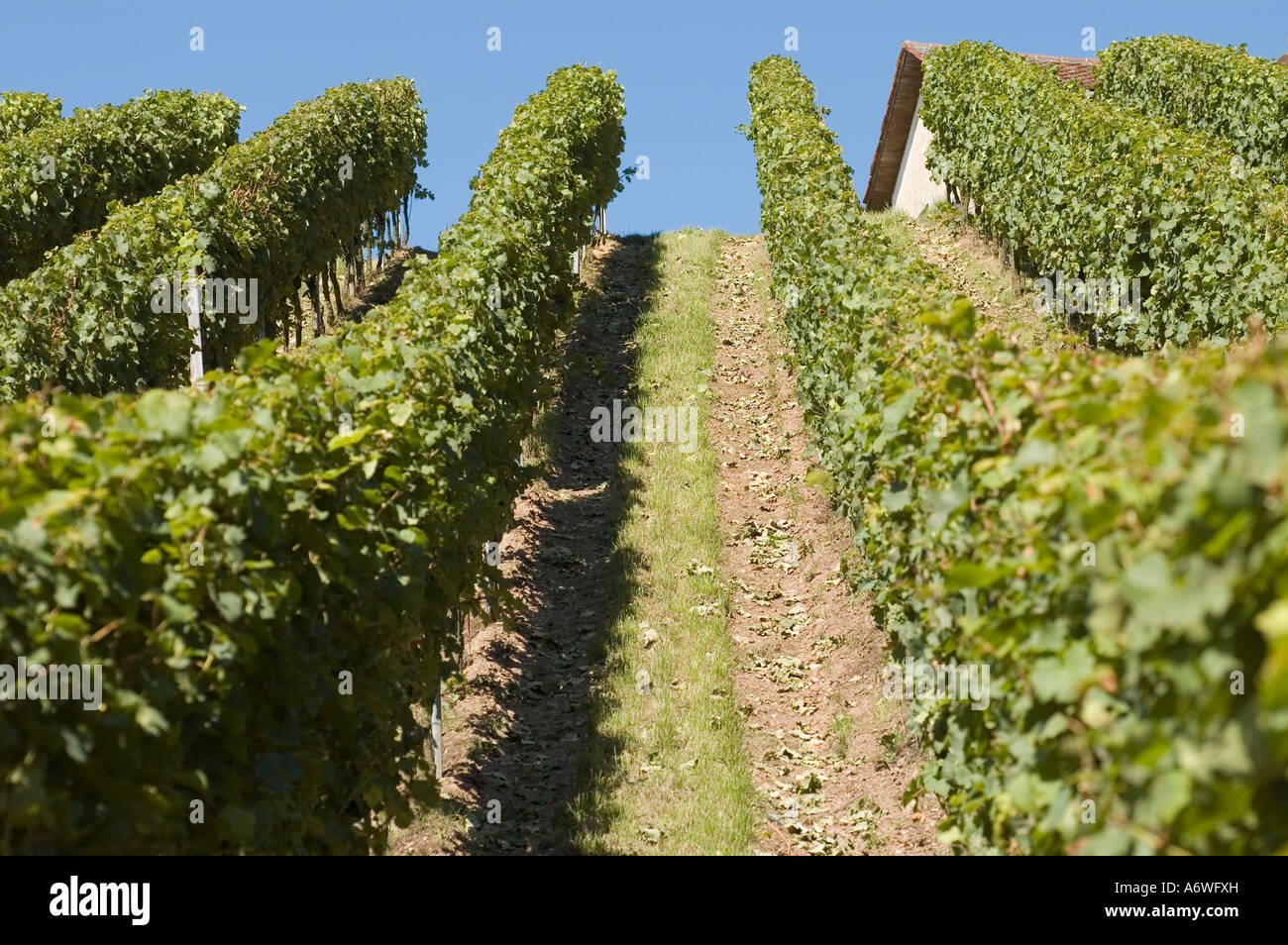 vineyards at the river Main near by Alzenau Wasserlos wine growing in ...