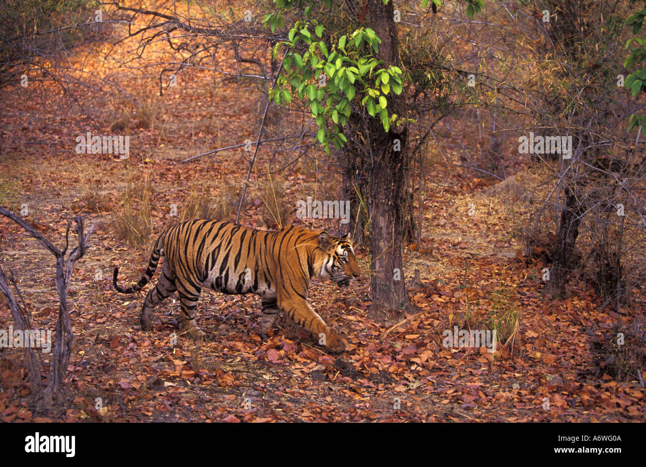 B2 tiger hi-res stock photography and images - Alamy
