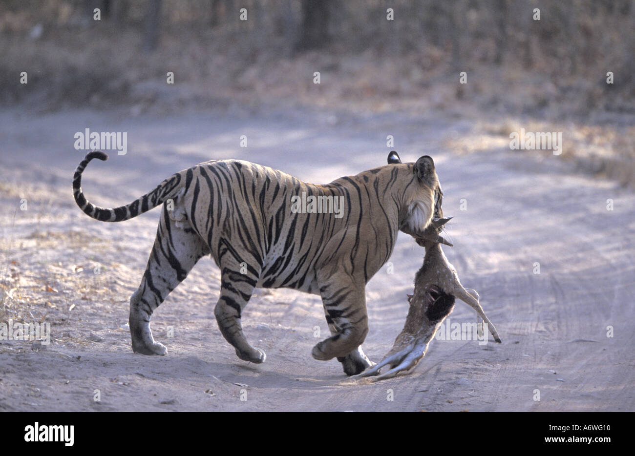 Hunter carrying dead deer hi-res stock photography and images - Alamy