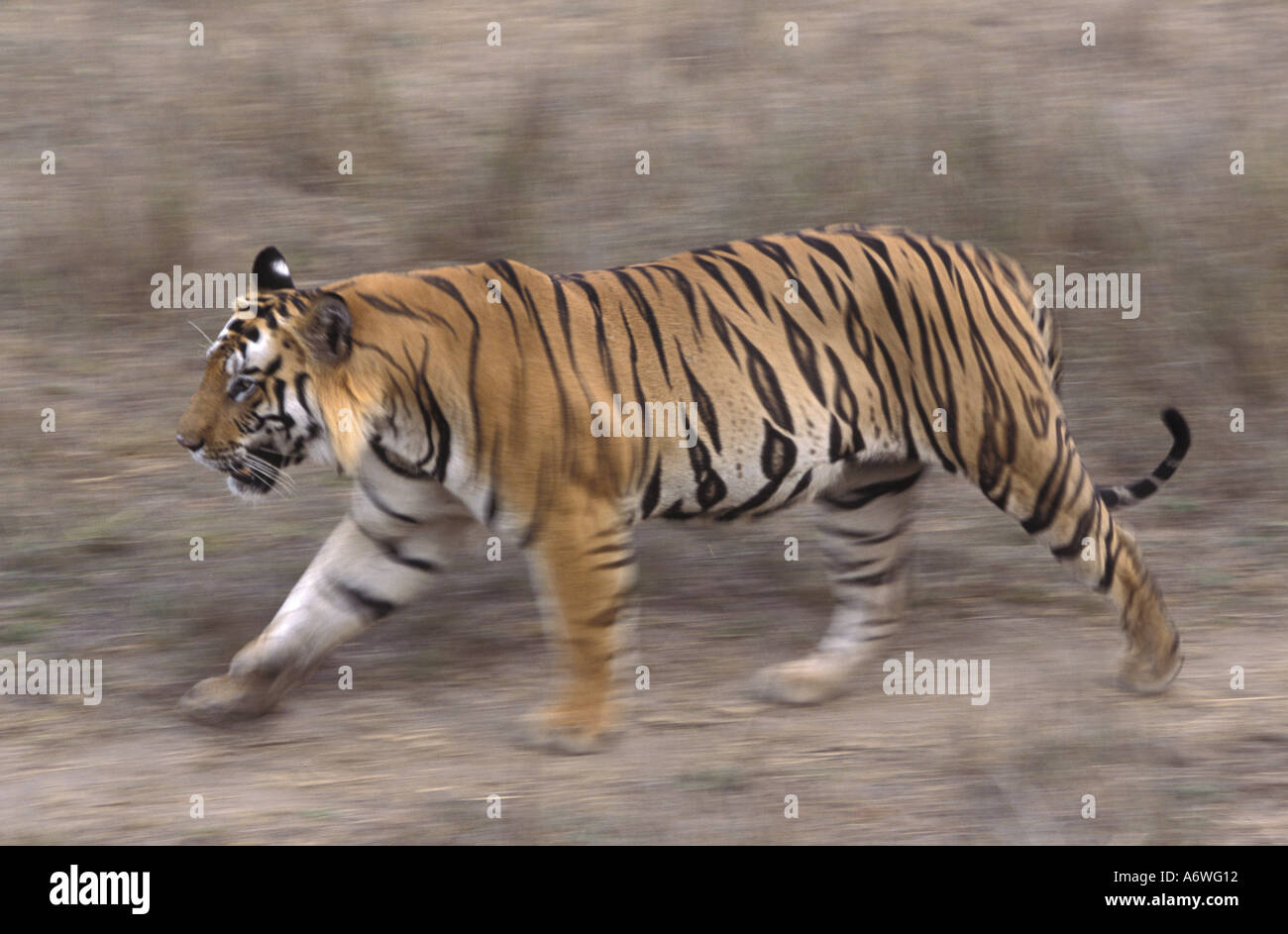 B2 tiger hi-res stock photography and images - Alamy