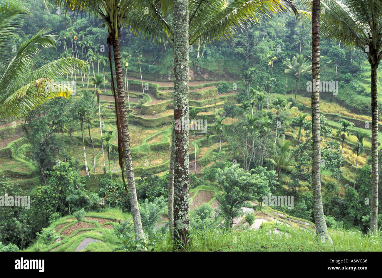 Asia, Indonesia, Bali. Rice terraces Stock Photo - Alamy