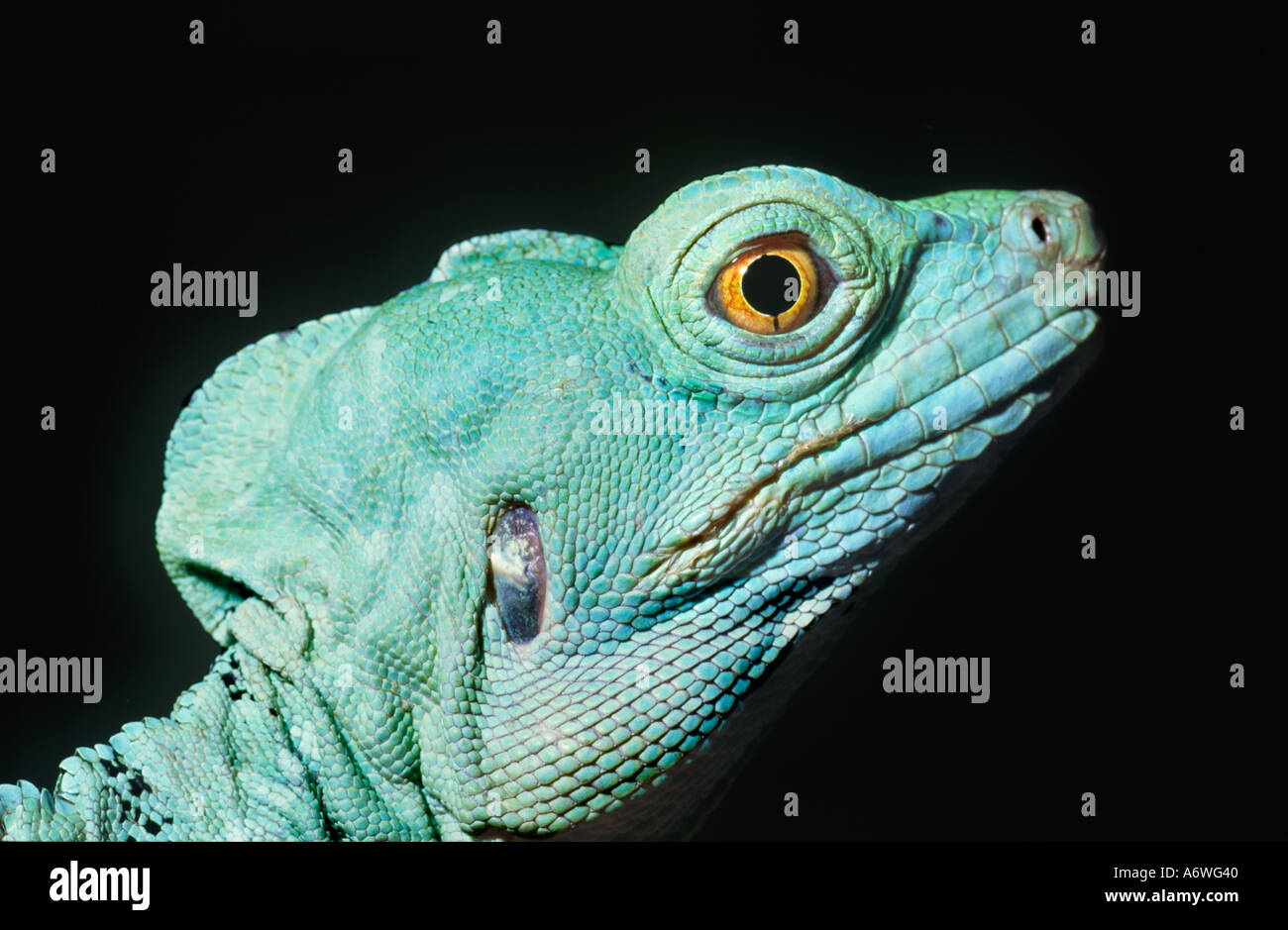 Plumed Basilisk Lizard "Basiliscus Plumfrons Stock Photo - Alamy