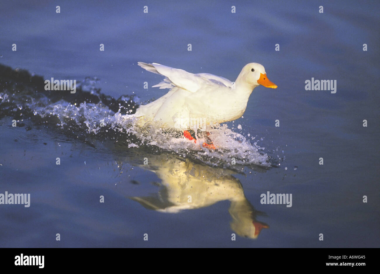 White Duck Landing on Water Stock Photo - Alamy