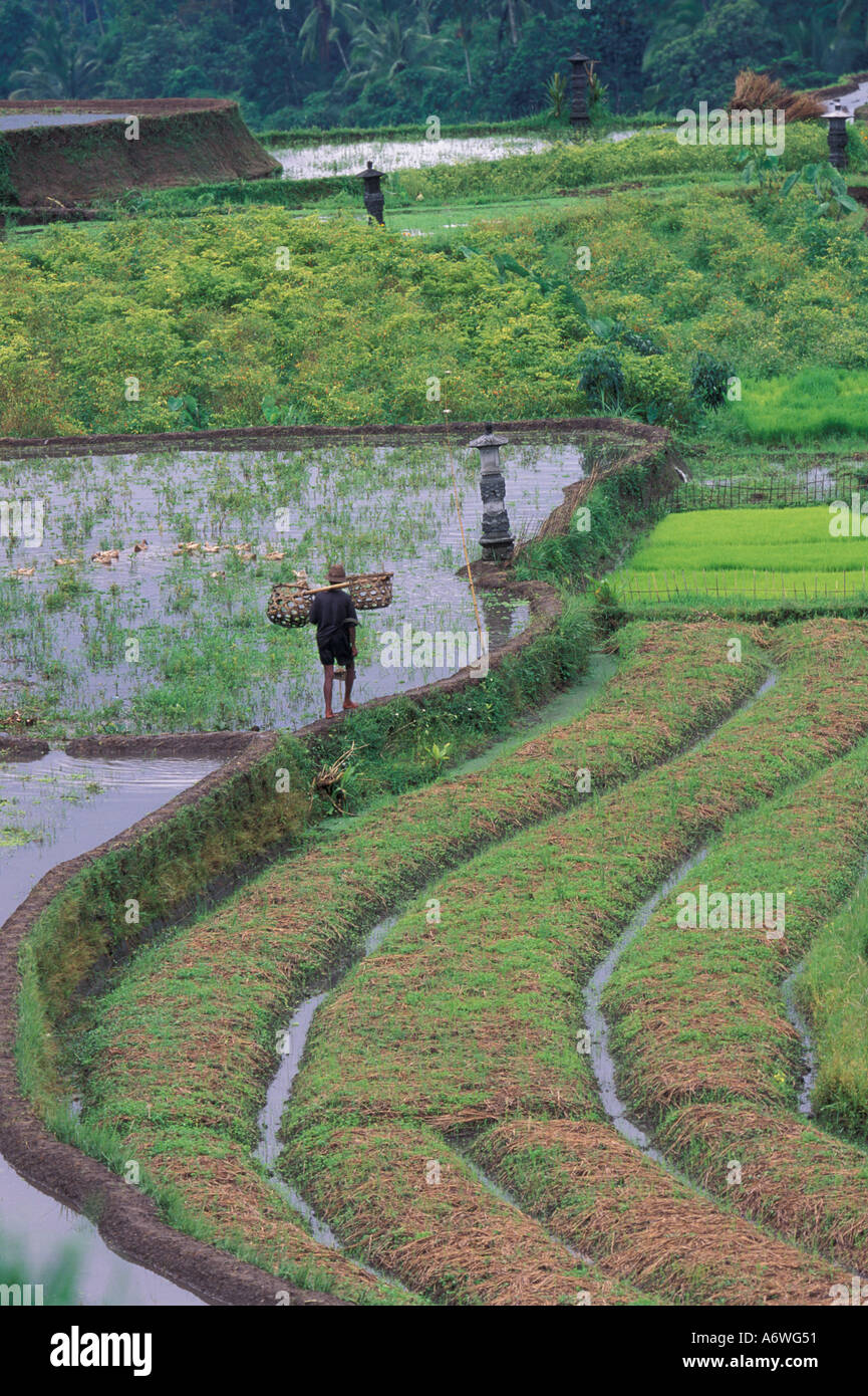 Asia, Indonesia, Bali, Rice terraces Stock Photo - Alamy