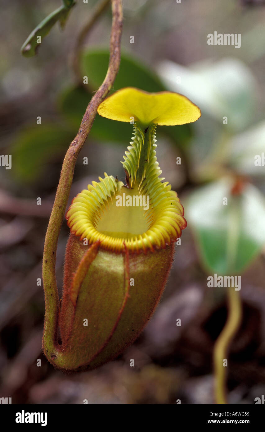 Asia, Indonesia, Borneo, Carnivorous pitcher plant in rainforest Stock ...