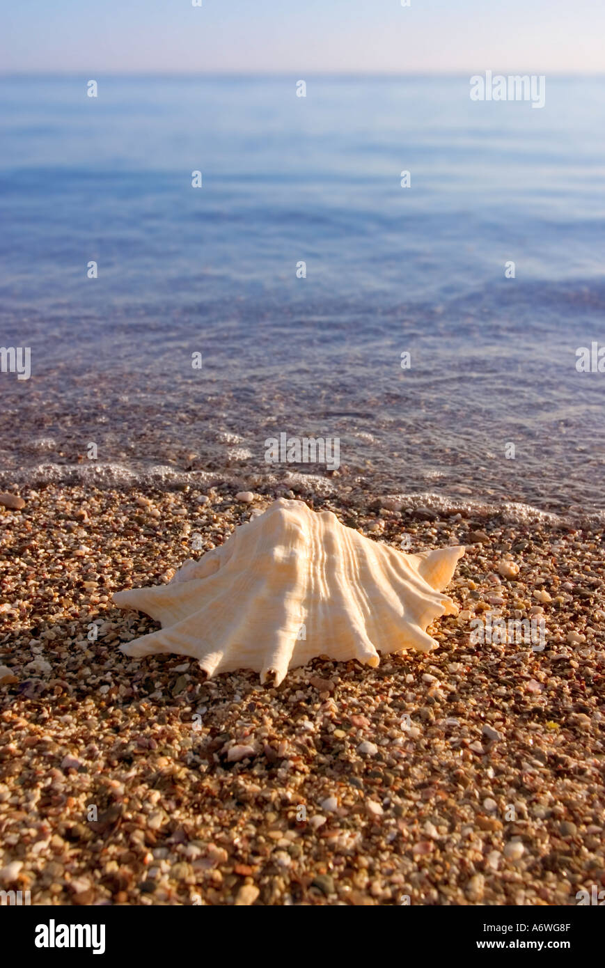 Seashell on Pebble Beach Egypt Red Sea El Quesir Stock Photo - Alamy