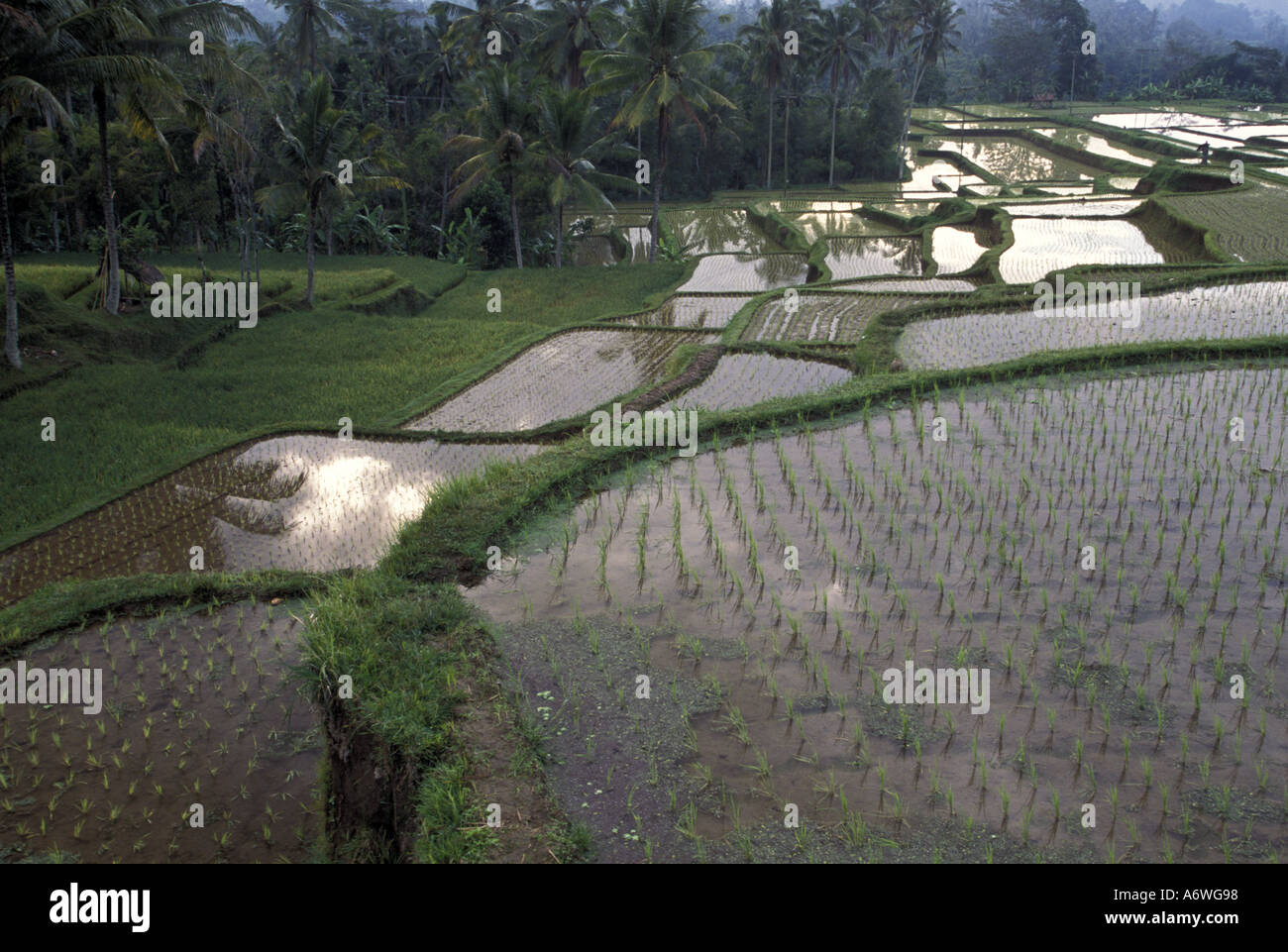 Indonesia, Bali, Northern Ubud, Rice Terraces Stock Photo - Alamy