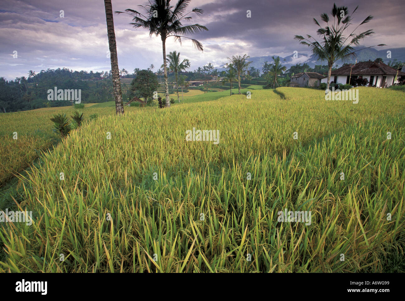 Indonesia, Bali, Northern Ubud, Rice Terraces Stock Photo - Alamy
