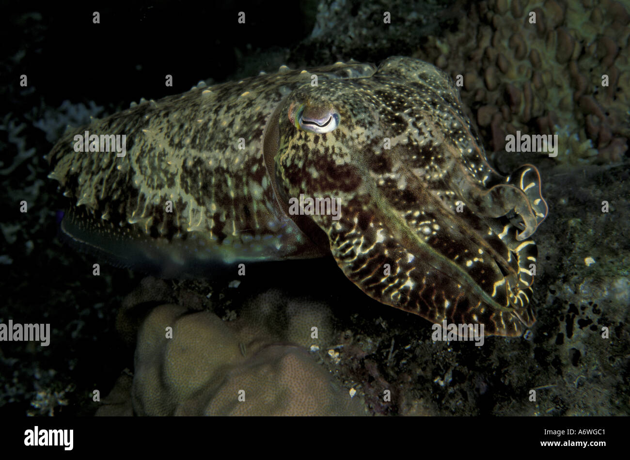 Reef cuttlefish (sepia sp Stock Photo - Alamy