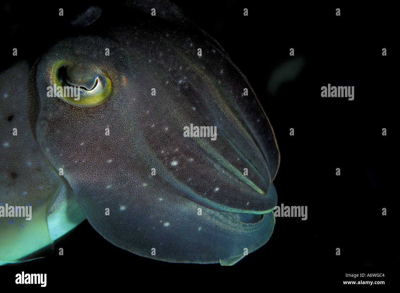Cuttlefish eye closeup hi-res stock photography and images - Alamy