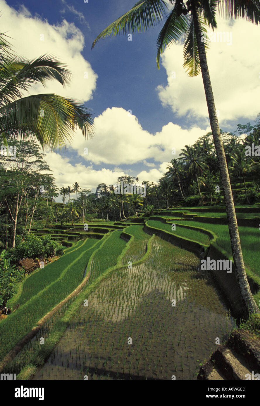 Asia, Indonesia, Bali, Ubud. Rice fields Stock Photo - Alamy