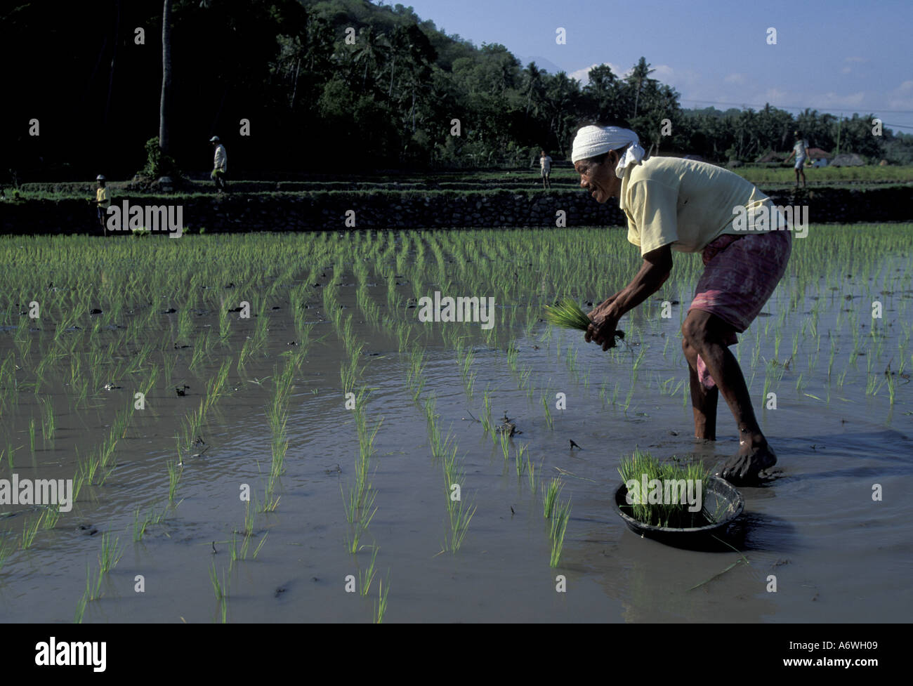 Asia, Indonesia, Bali, Bugbug. Rice farmers plar new rice crop. (MR ...