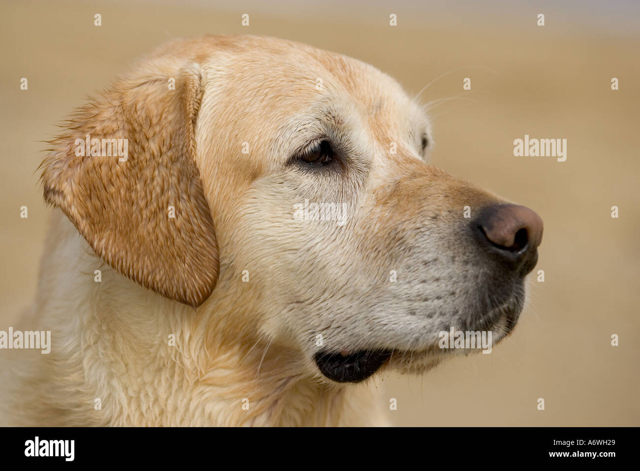 Portrait mutt dog hi-res stock photography and images - Alamy
