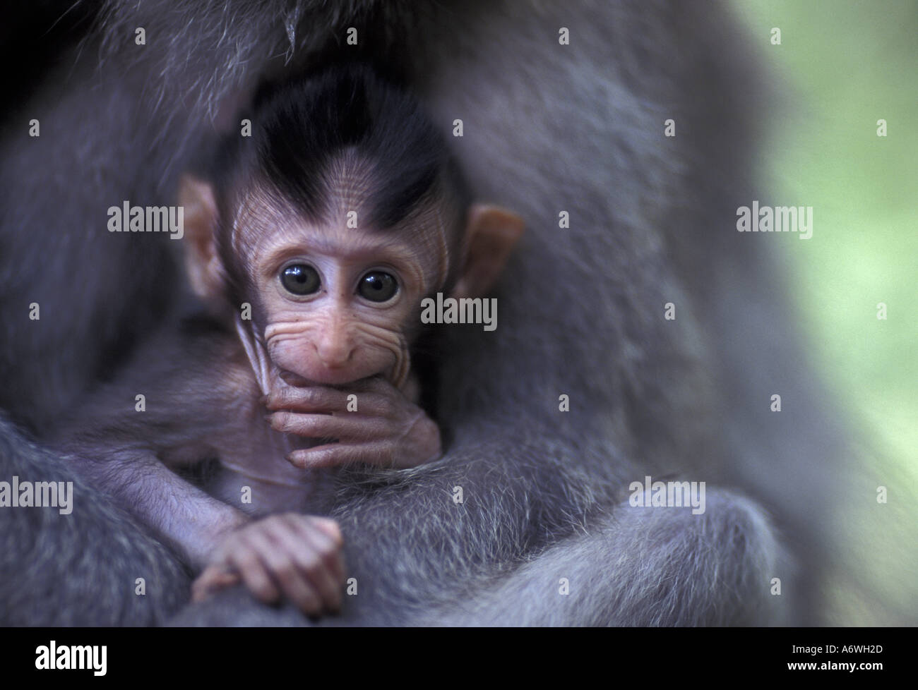 Asia, Indonesia, Bali, Ubud. Baby long-tailed macaque in Sacred Monkey ...