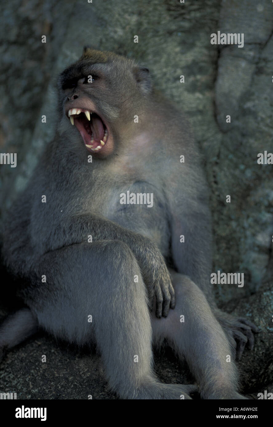 Asia, Indonesia, Bali, Ubud. Long-tailed macaque bares teeth in Sacred ...
