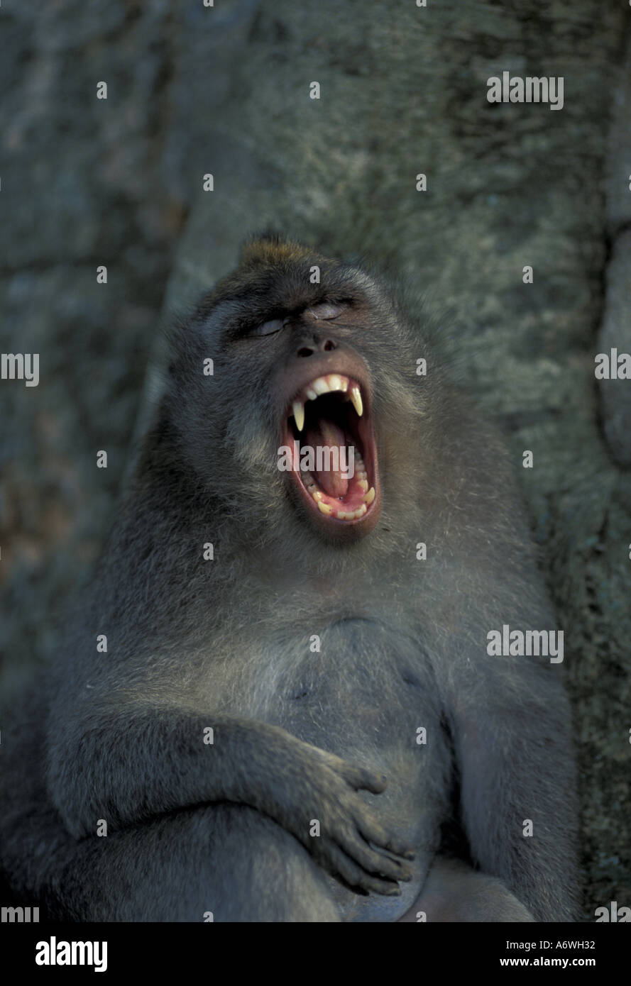 Asia, Indonesia, Bali, Ubud. Long-tailed macaque bares teeth in Sacred ...