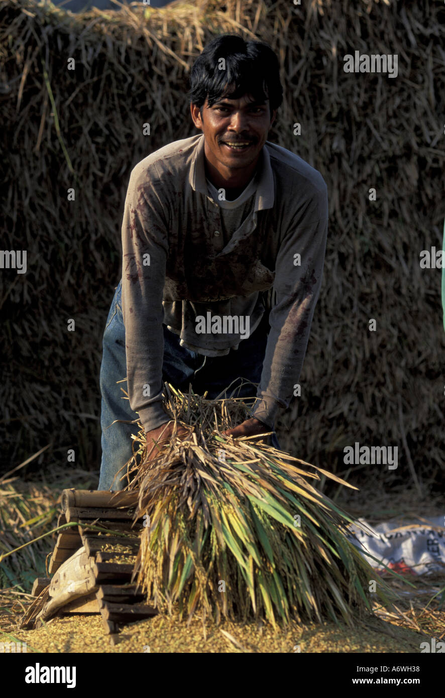 Asia, Indonesia, Bali, Ubud. Man works harvesting rice Stock Photo - Alamy