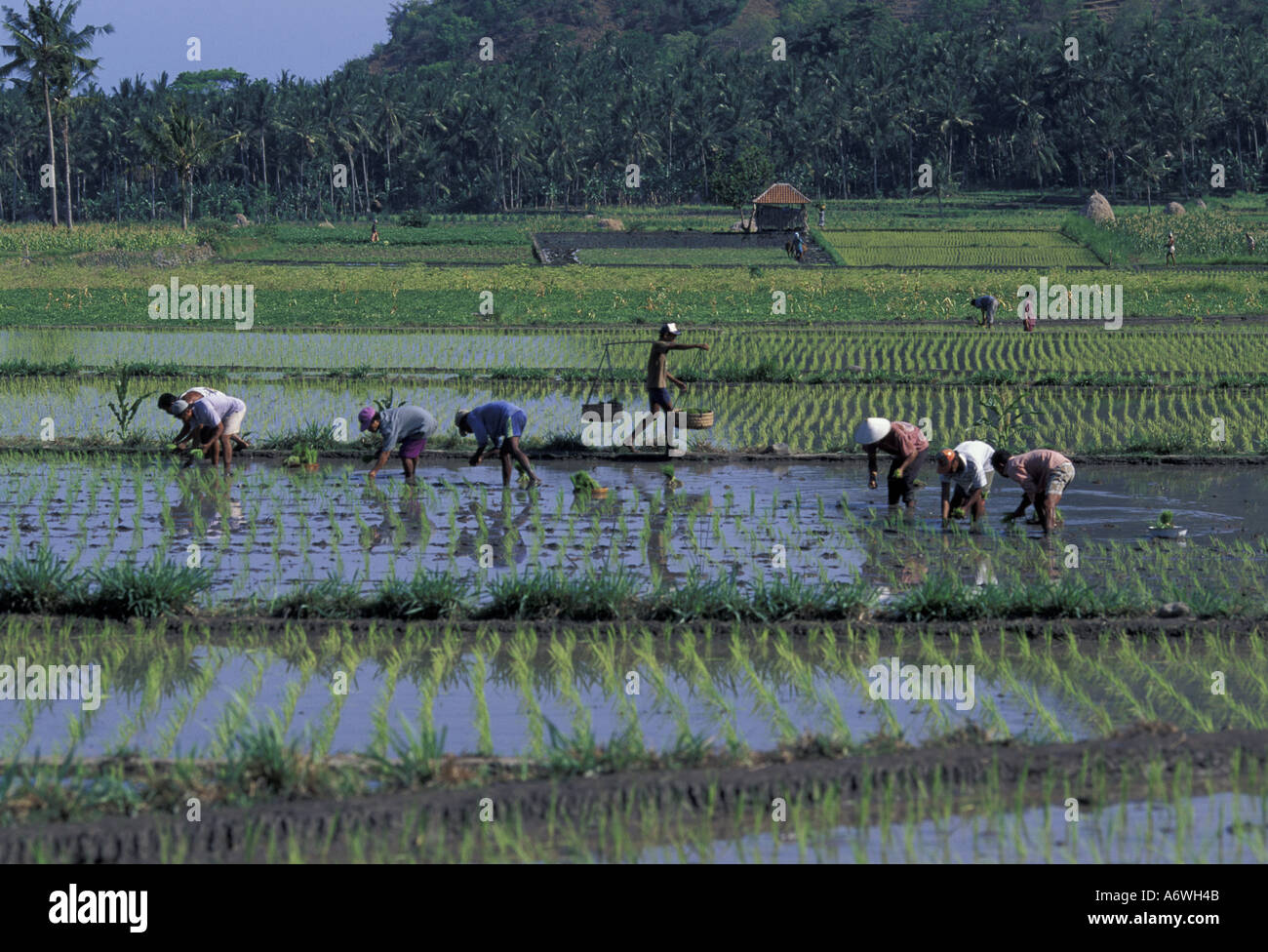 Asia, Indonesia, Bali, Ubud. Farmers work in rice paddies at sunrise ...