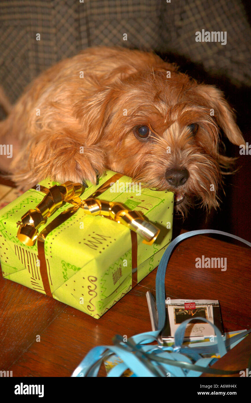 Dog opening present Stock Photo - Alamy