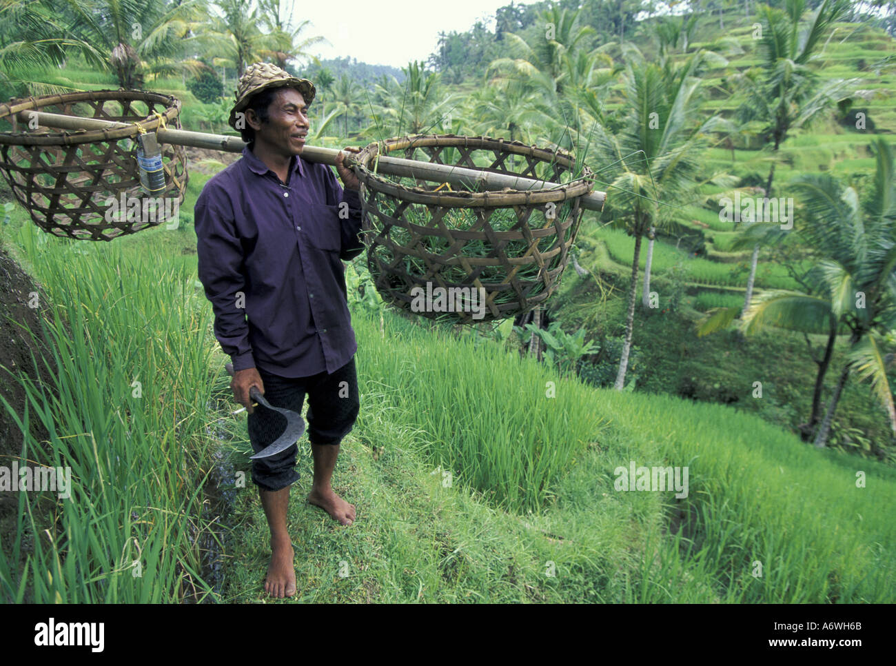 Asia, Indonesia, Bali, Ubud. Farmers work in rice terraces Stock Photo ...