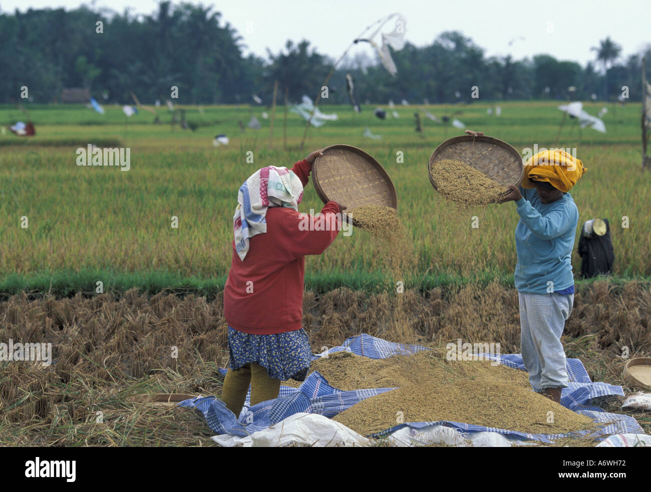 Asia, Indonesia, Bali, Ubud. Villagers harvesting rice Stock Photo - Alamy