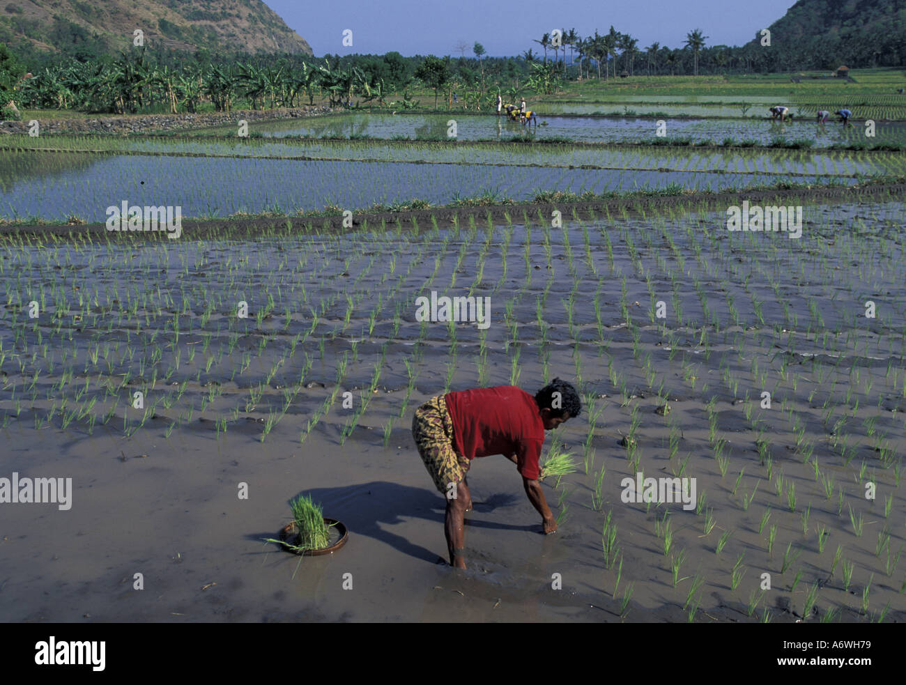 Asia, Indonesia, Bali, Ubud. Farmers work in rice paddies Stock Photo ...