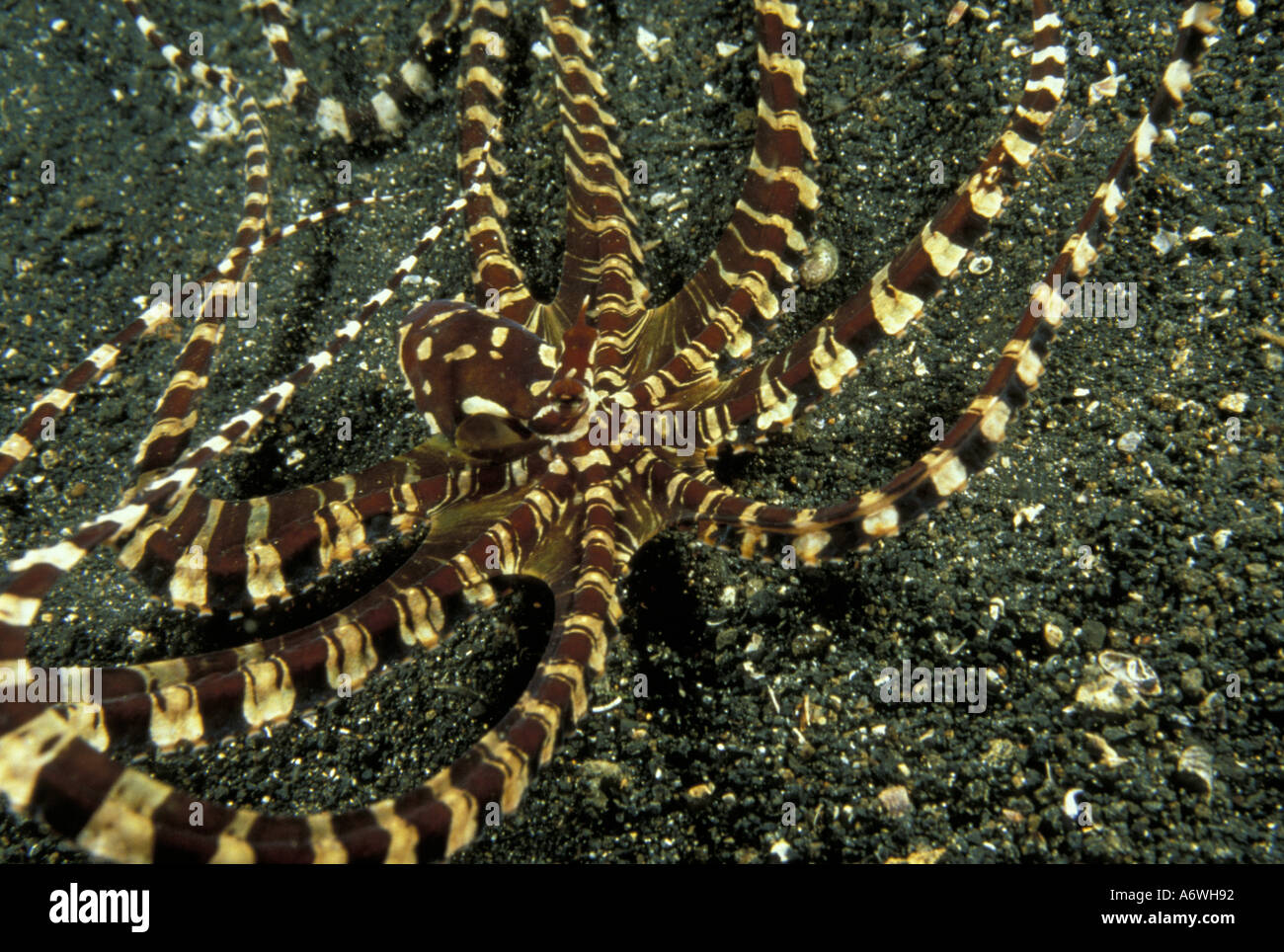 Indonesia, N. Sulawesi, Lembeth Strait, Ornate octopus (Octopus sp ...