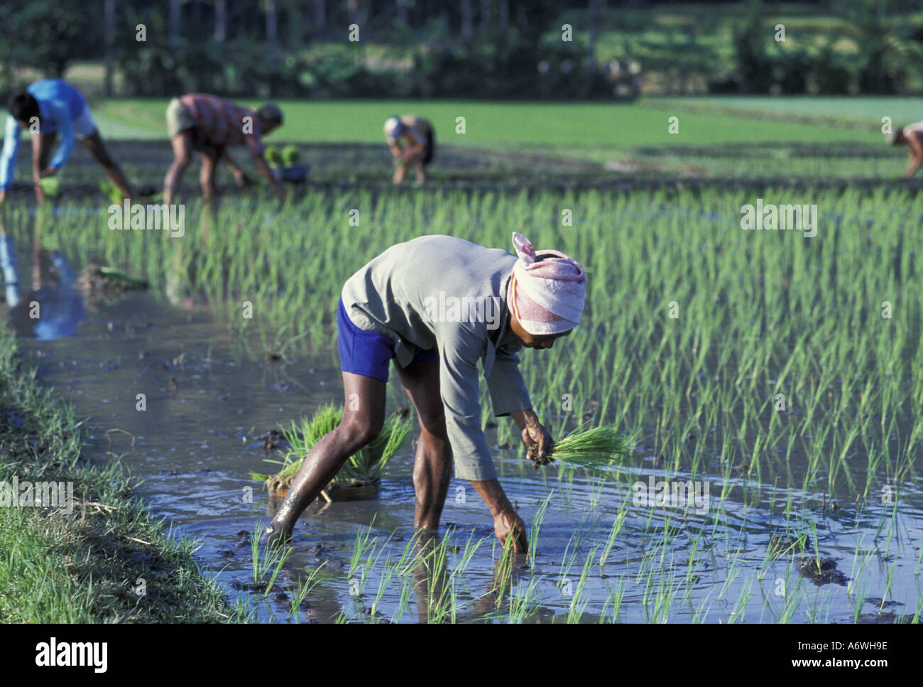 Asia, Indonesia, Bali. Workers in rice paddies Stock Photo - Alamy